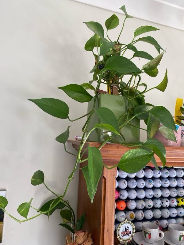 Pothos (Devil’s Ivy) – Veggie Patch Anywhere