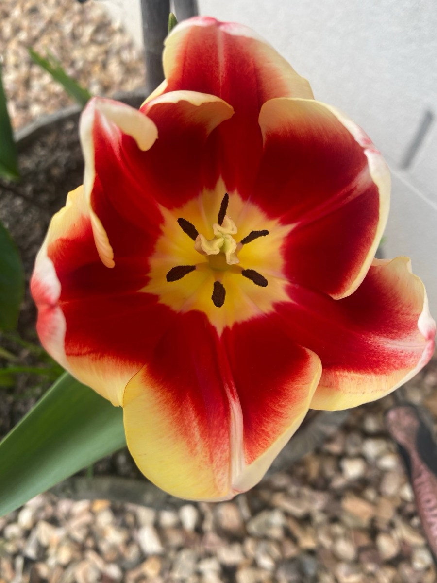 Leen van der Mark Tulip and Dutch Iris Bloom – Veggie Patch Anywhere