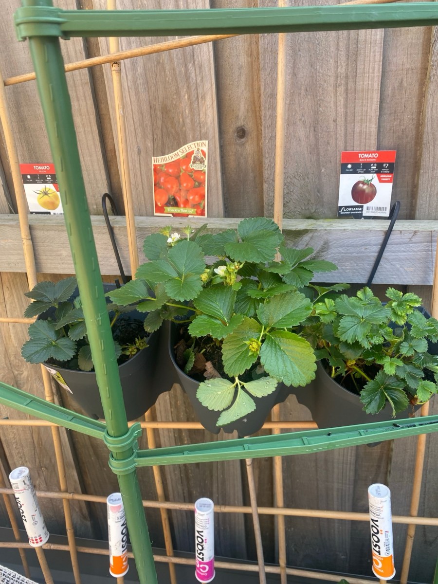 Strawberries – Veggie Patch Anywhere