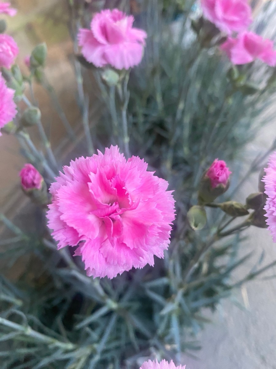 Carnations – Veggie Patch Anywhere