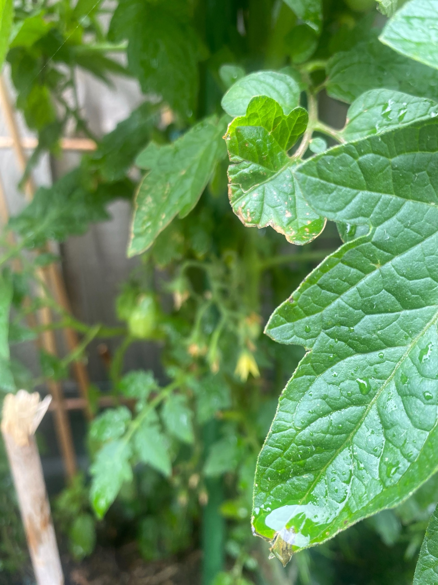 Tomatoes – Veggie Patch Anywhere