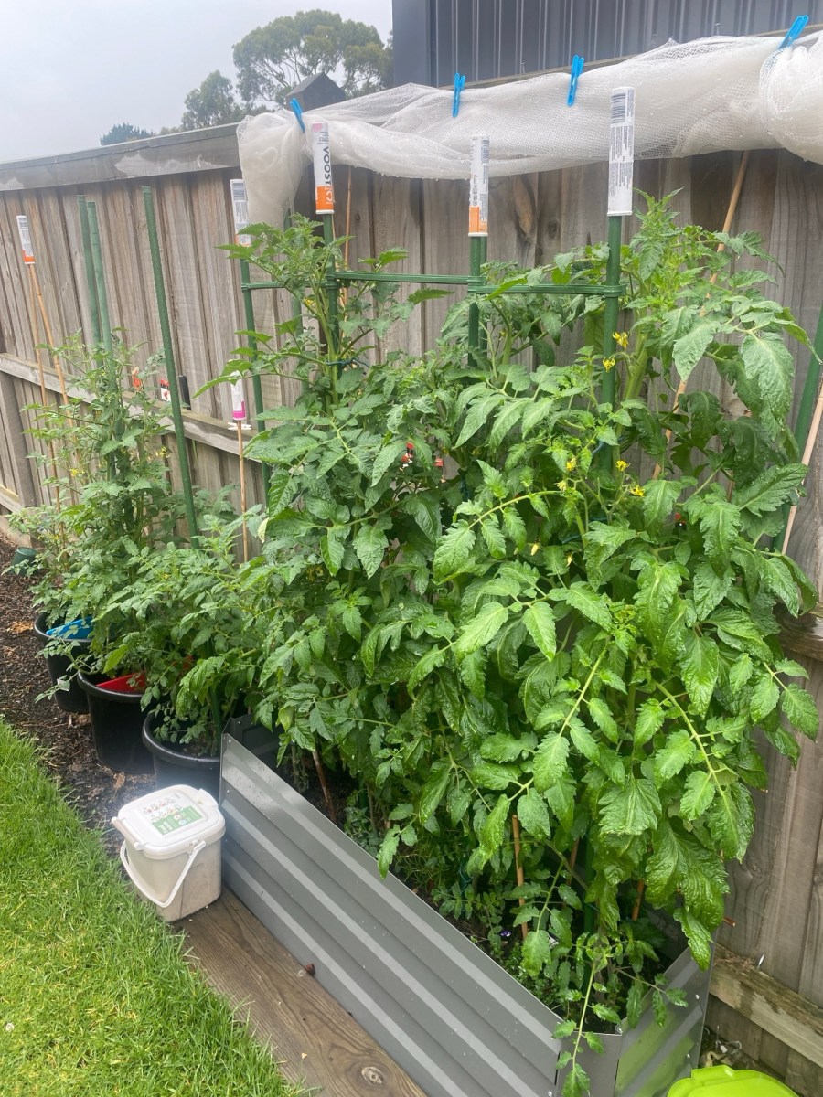 Tomatoes – Veggie Patch Anywhere